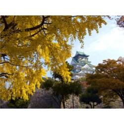 [현대홈쇼핑동시판매][하루는내맘대로] 오사카/교토/나라 3일 (1일자유/3대특식/USJ선택가능) - SSG.COM