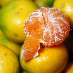 하우스감귤 5kg 로얄과(2S,S,M) - SSG.COM