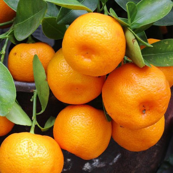 타이백 제주노지감귤 5kg (2s-s) - SSG.COM