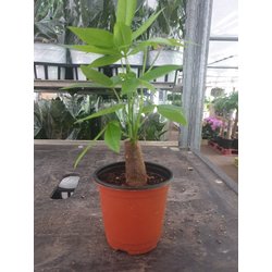 파키라 10cm(BFA) - SSG.COM