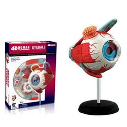 인체모형(안구모형) 4D퍼즐 - SSG.COM