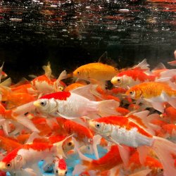 코메트금붕어(10cm) - SSG.COM