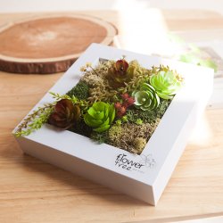 스칸디아모스 공기정화식물 액자 칠복 set 20cm 인테리어 천연 이끼 벽장식 소품 - SSG.COM