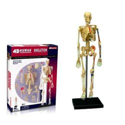 인체모형(인체스켈레톤) 4D퍼즐 - SSG.COM