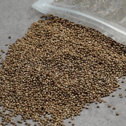 와포햇살 통들깨 300gx2 - SSG.COM